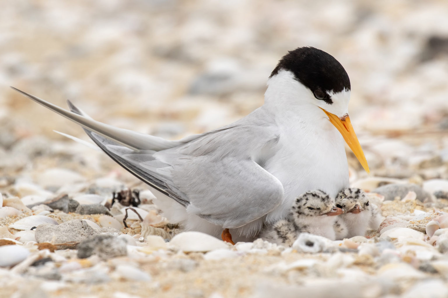 A lifeline for Fairy Terns | Port Phillip & Western Port Regional ...