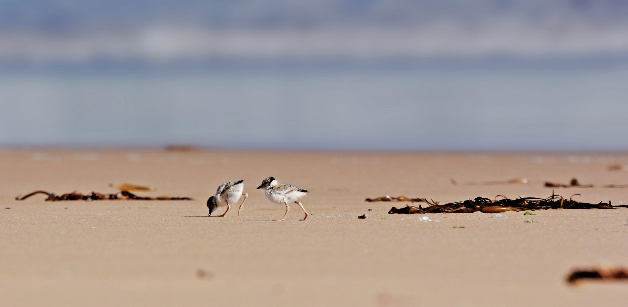Community Conservation of the Hooded Plover | Port Phillip & Western ...
