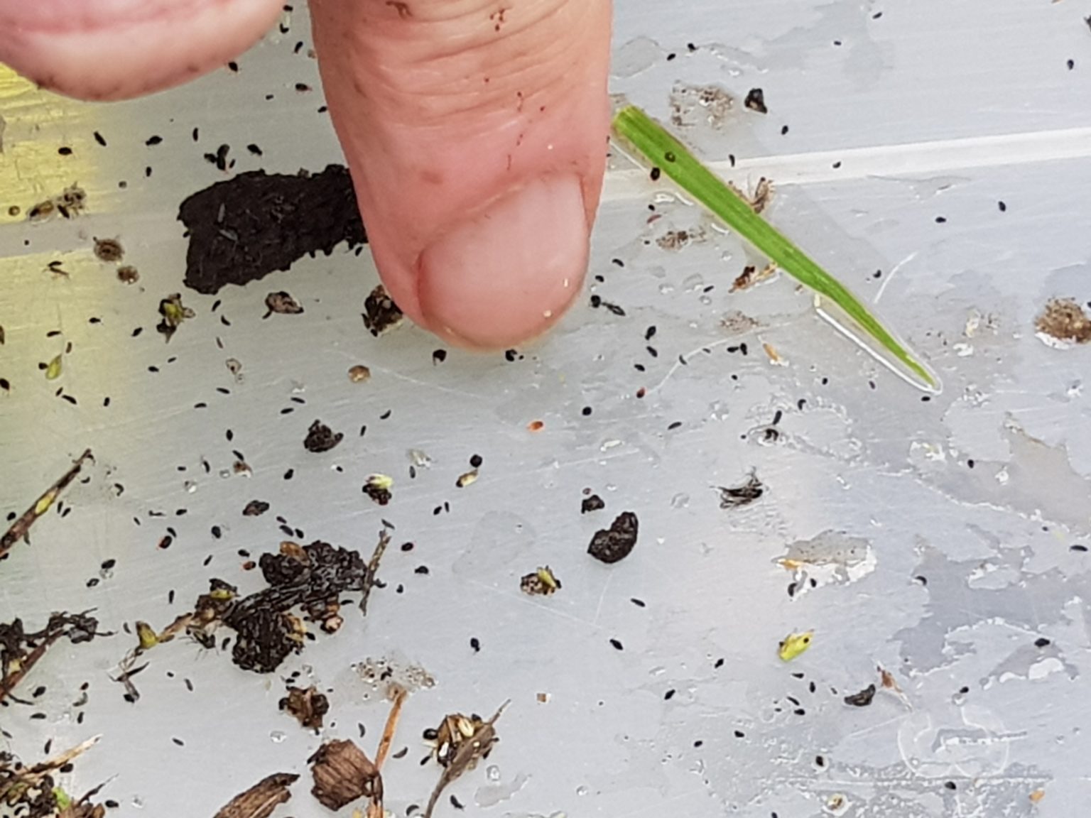 Integrated Pest Management in pastures | Port Phillip & Western Port ...