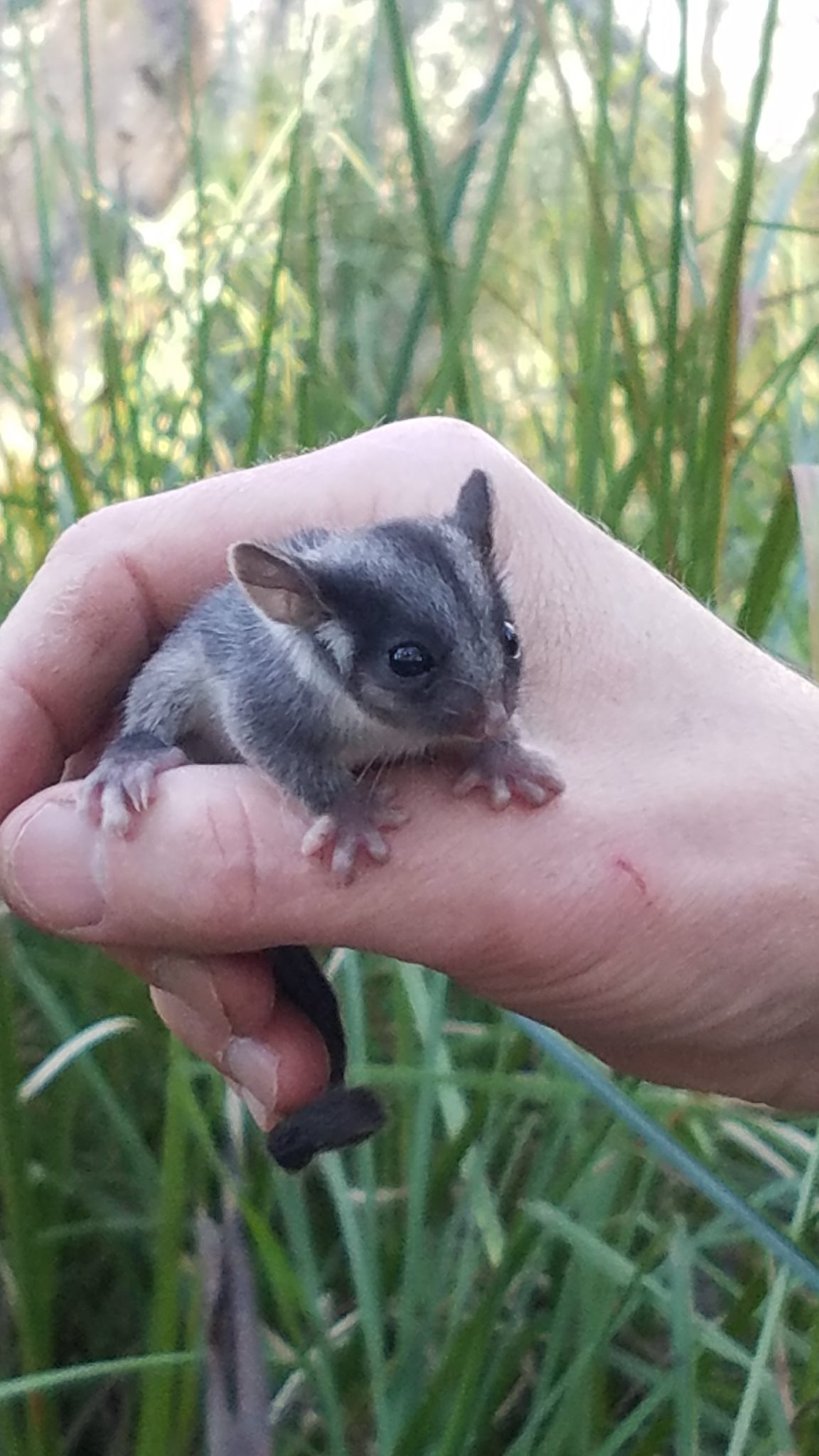 Securing the future for lowland Leadbeater’s Possum | Port Phillip ...